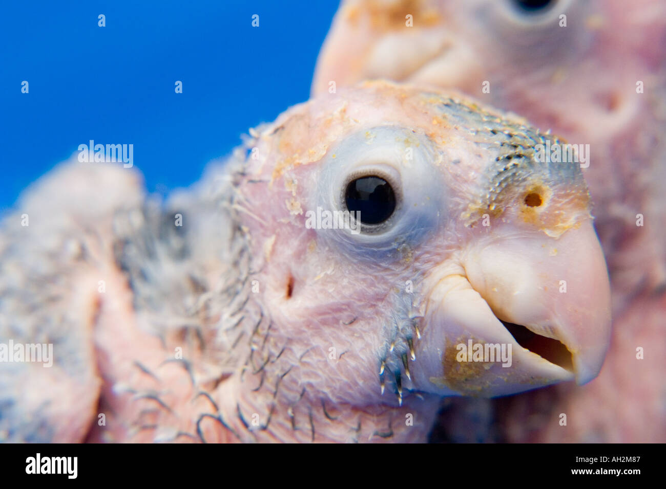Baby crown blue hi-res stock photography and images - Alamy
