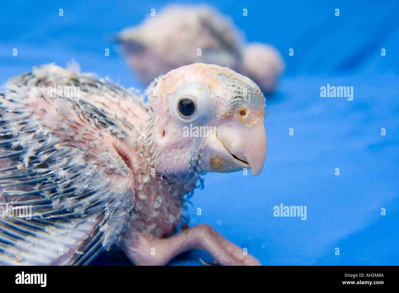 Baby parrots hi-res stock photography and images - Alamy