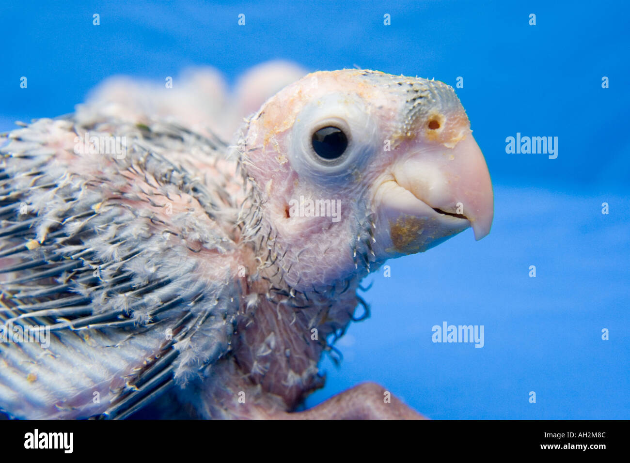 Baby parrots hi-res stock photography and images - Alamy