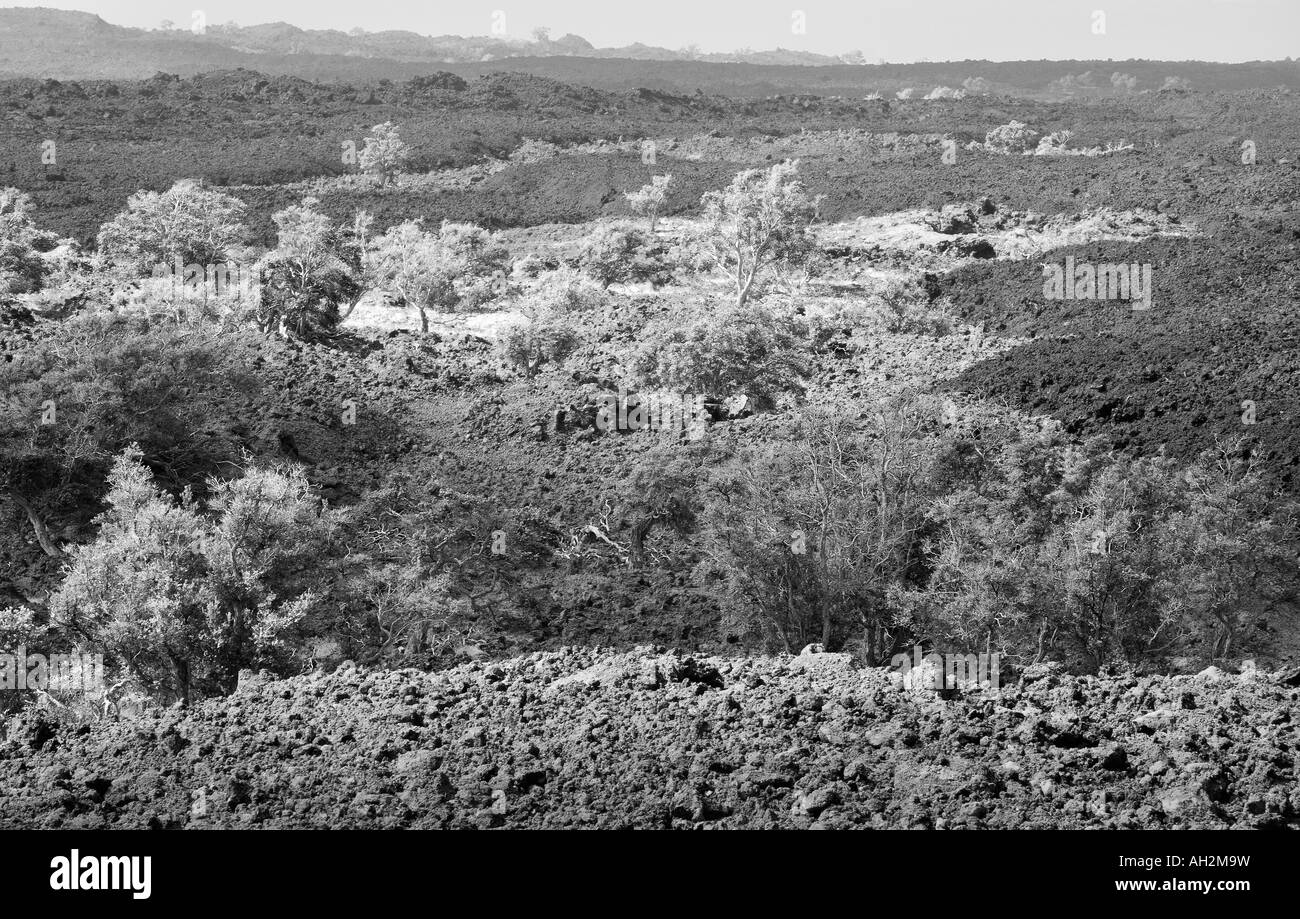 View of trees growing out of a recent lava flow in the Kau District Big ...