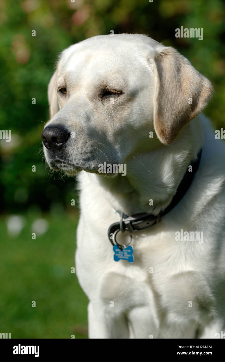 Golden labrador dog Stock Photo - Alamy