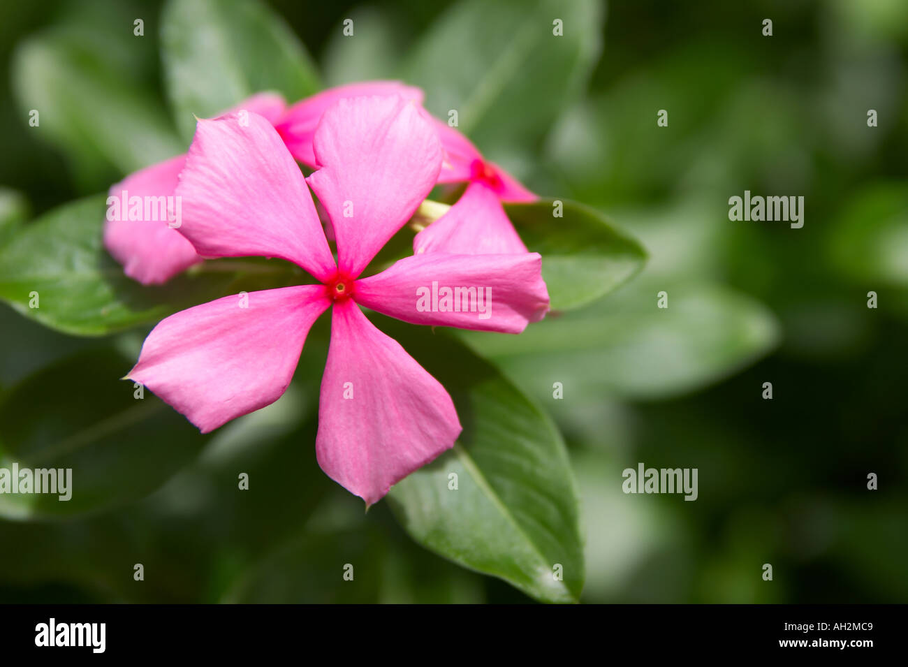 Vinca rosea, Catharanthus roseus, Periwinkle. Periwinkle is the source ...