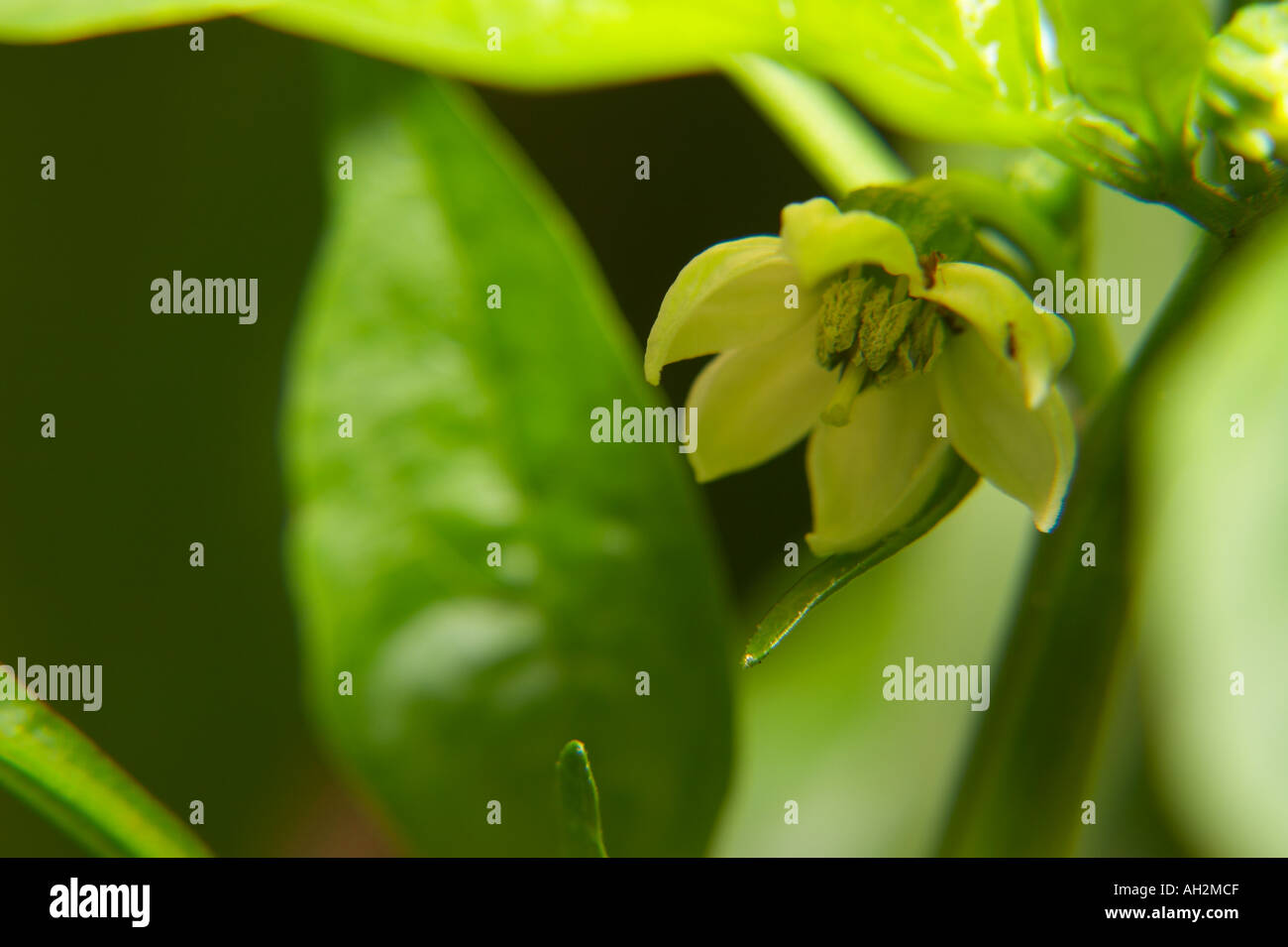 Green bell pepper flower Stock Photo - Alamy