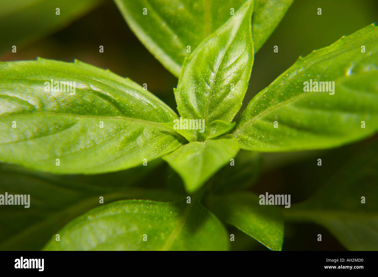 Close up of basil leaves. Basil leaves are used in a lot of ...
