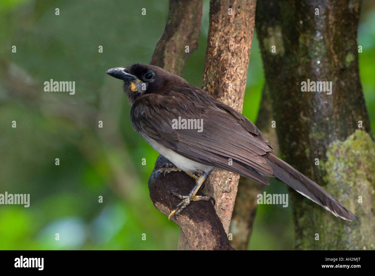 Jay brown hi-res stock photography and images - Alamy