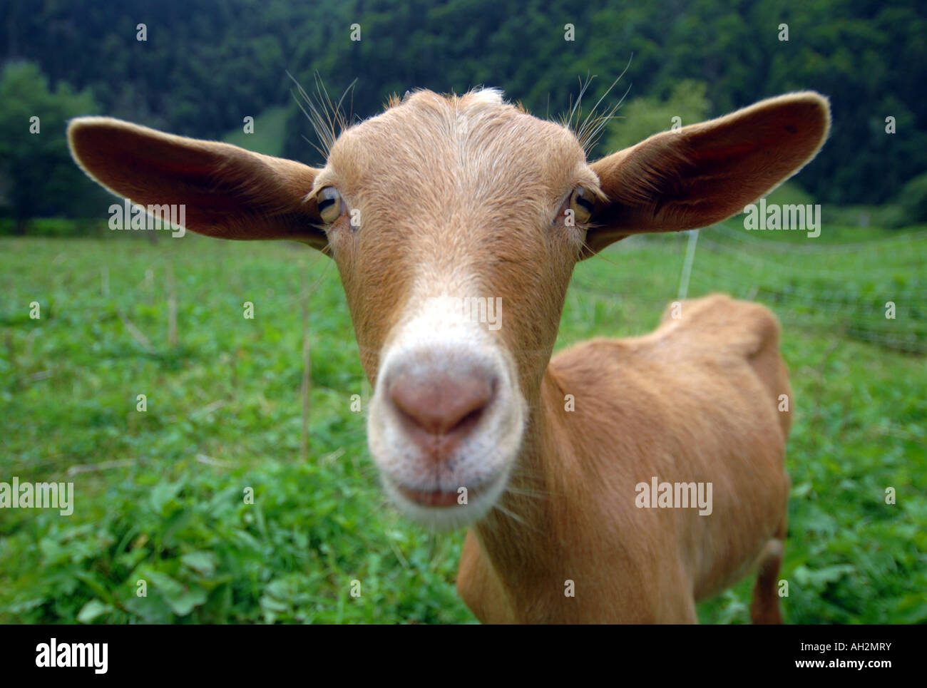 Goat, goats, close up of a goat Stock Photo - Alamy