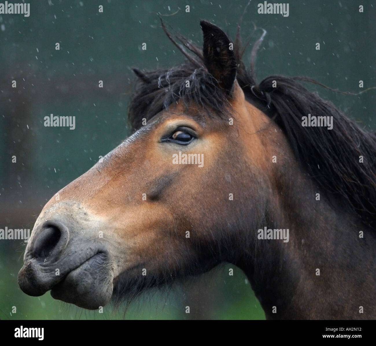 Stallion in a field on a farm Stock Photo - Alamy