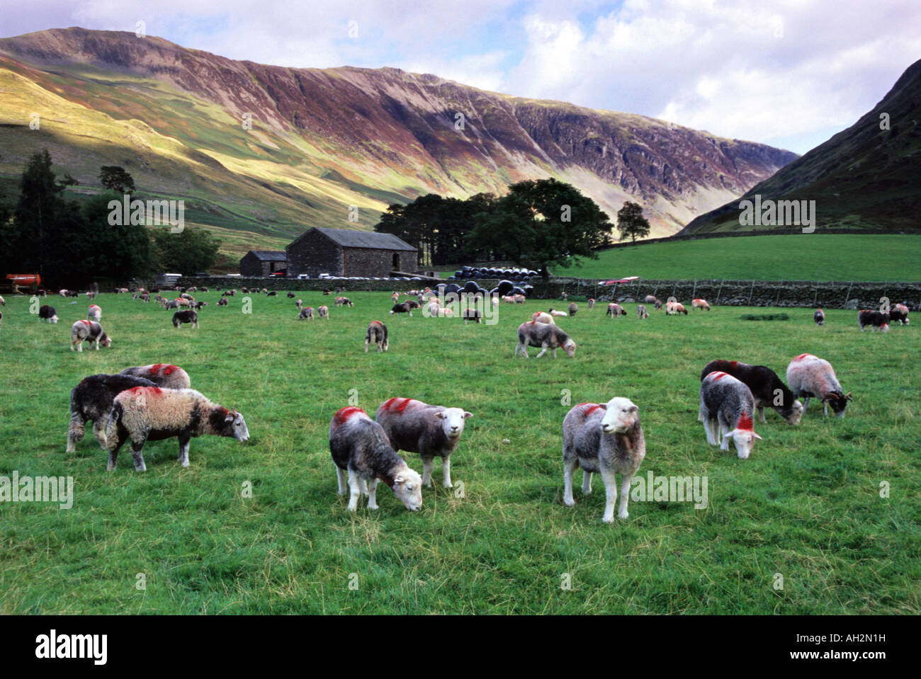 Sheep grazing on farm at Buttermere, Cumbria, UK Stock Photo - Alamy