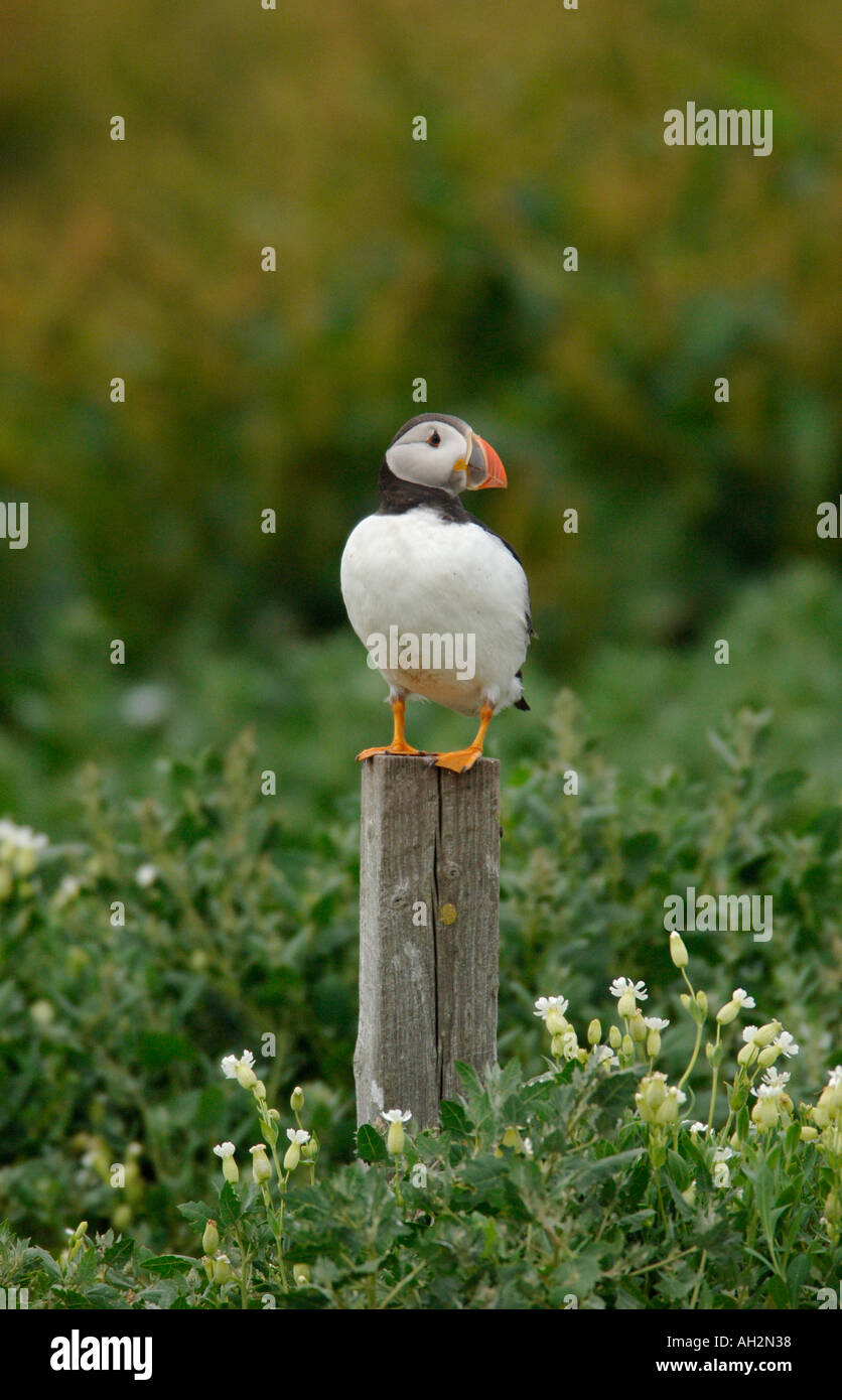 Wooden puffin hi-res stock photography and images - Alamy
