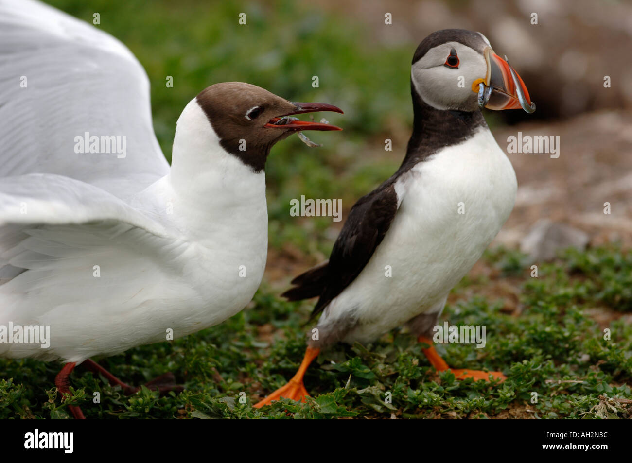 Black headed gull puffin try hi-res stock photography and images - Alamy