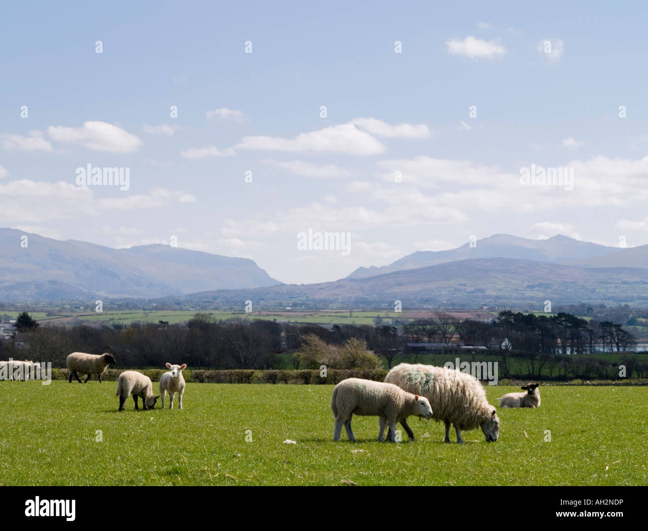 Country scene with flock of sheep with ewes and spring lambs in a field ...