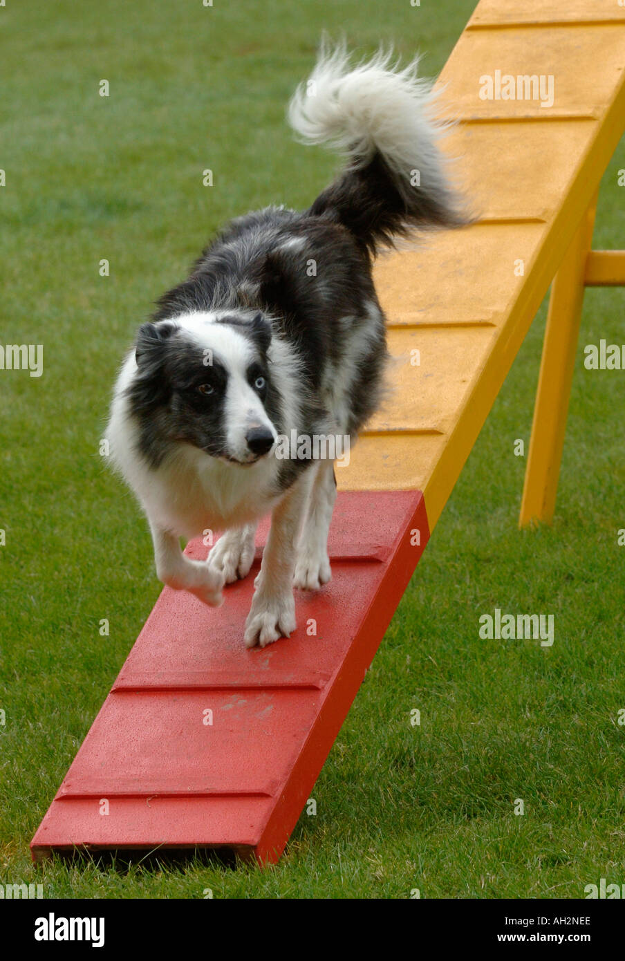 Dog coming down an A Frame during an agility competition Stock Photo ...