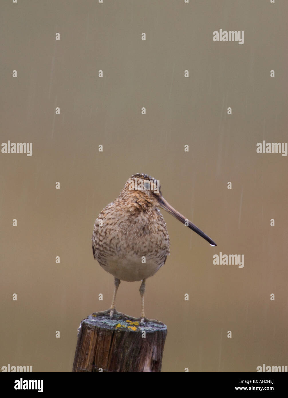 Fantail snipe hi-res stock photography and images - Alamy
