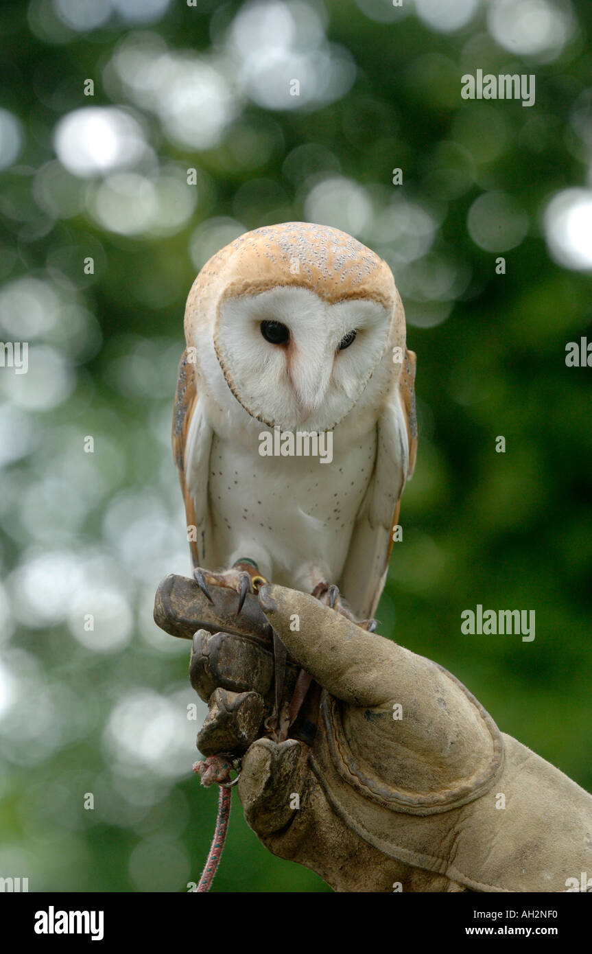 Barn owl on display hi-res stock photography and images - Alamy