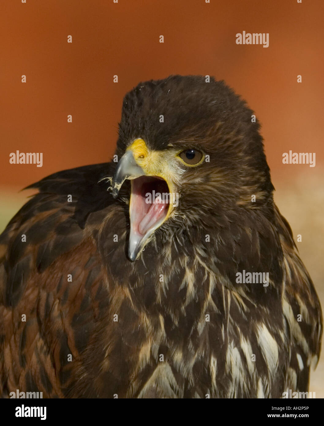Juvenile harris hawk hi-res stock photography and images - Alamy