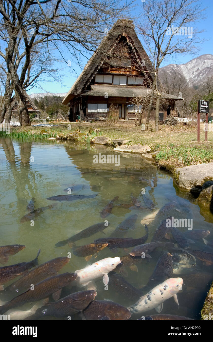 Koi carp reflection of Gasshou zukuri thatced roof houses Shirokawago ...