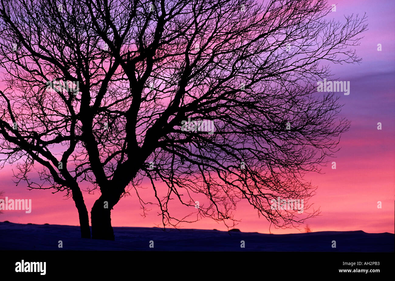 Silhouette of a birch tree Stock Photo - Alamy