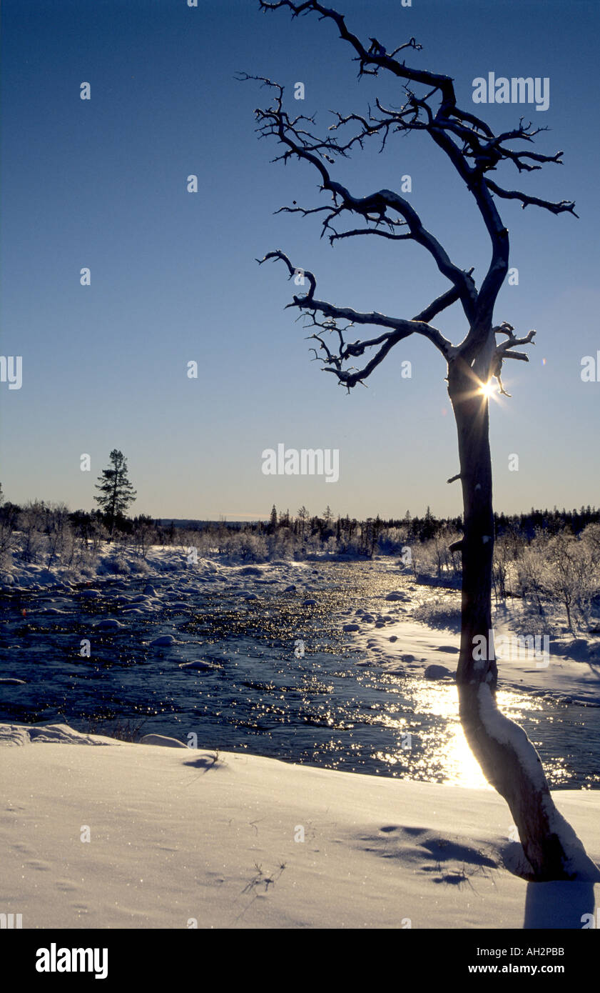 Sun behind dead tree Stock Photo - Alamy