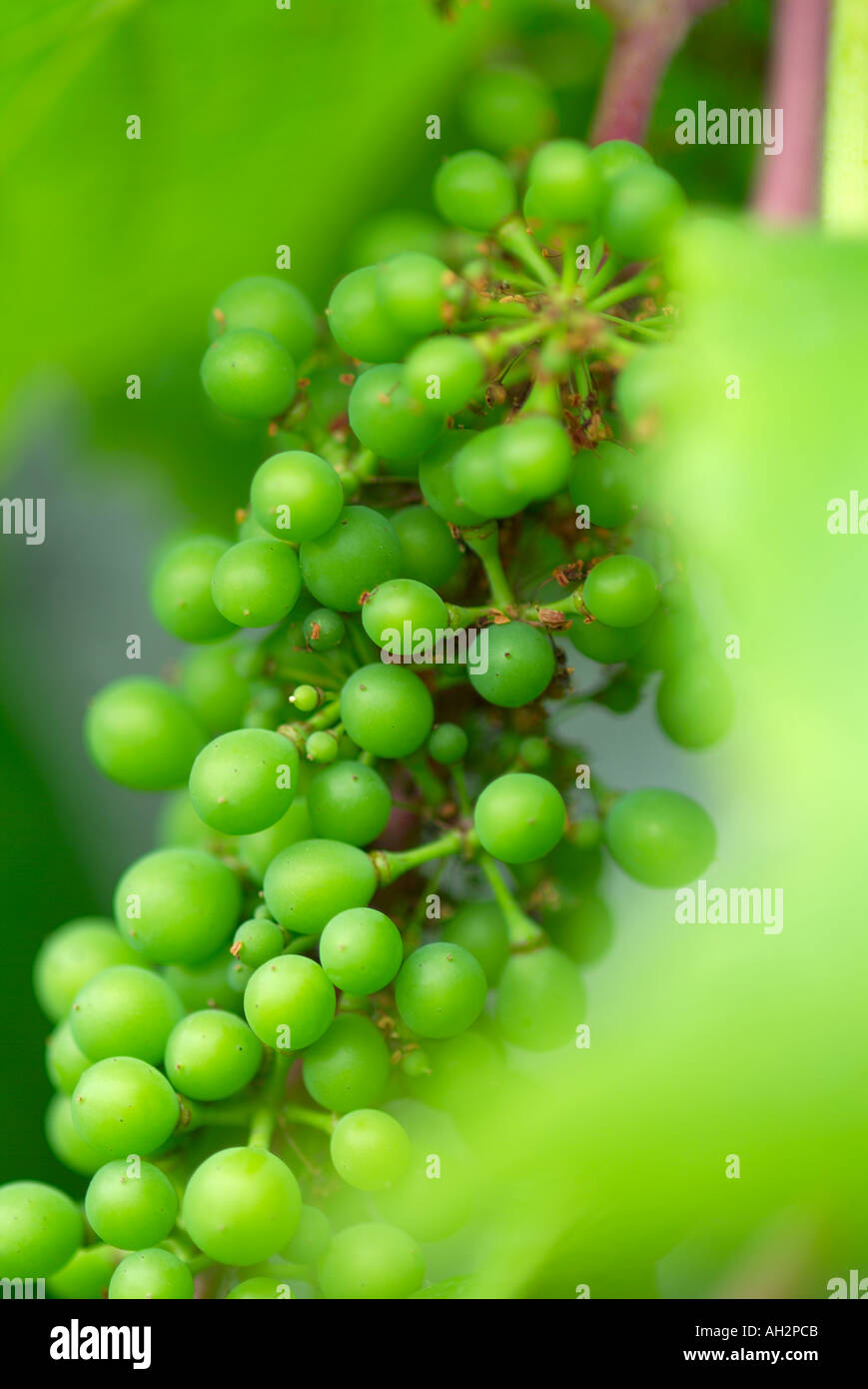Growing in cluster hi-res stock photography and images - Alamy