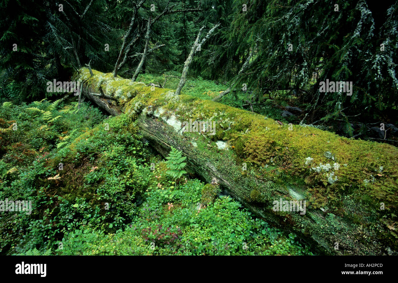 Virgin forest at Fulufjällets Nationalpark Dalarna Sweden Stock Photo ...