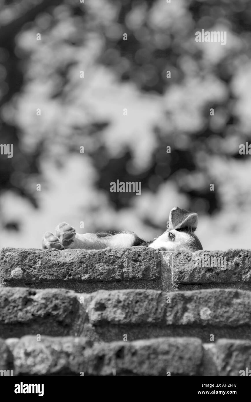 Dog relaxing outdoors Black and White Stock Photos & Images - Alamy