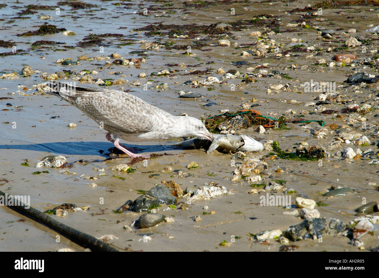 Seagull eating fish hi-res stock photography and images - Alamy