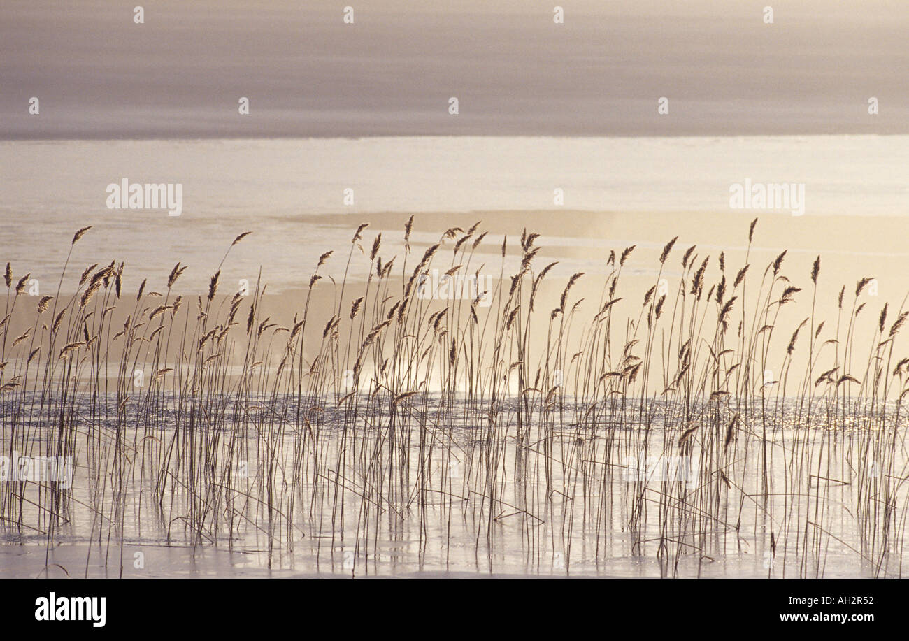 Reeds in the lake Stock Photo - Alamy