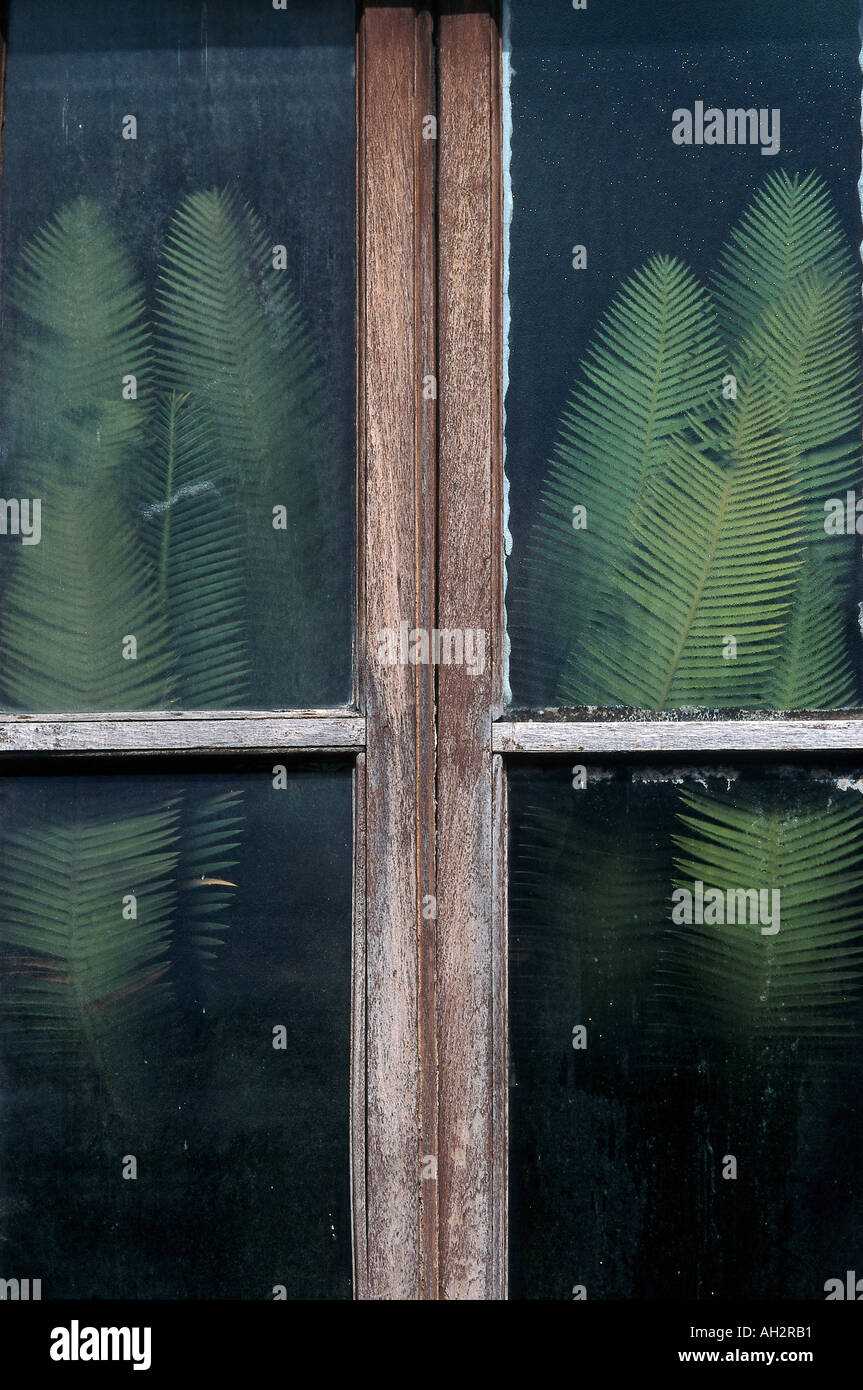 Window and leaves Stock Photo - Alamy