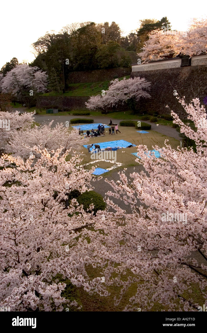 hanami cherry blossom viewing Kenrokuen Garden Kanazawa city Ishigawa ...