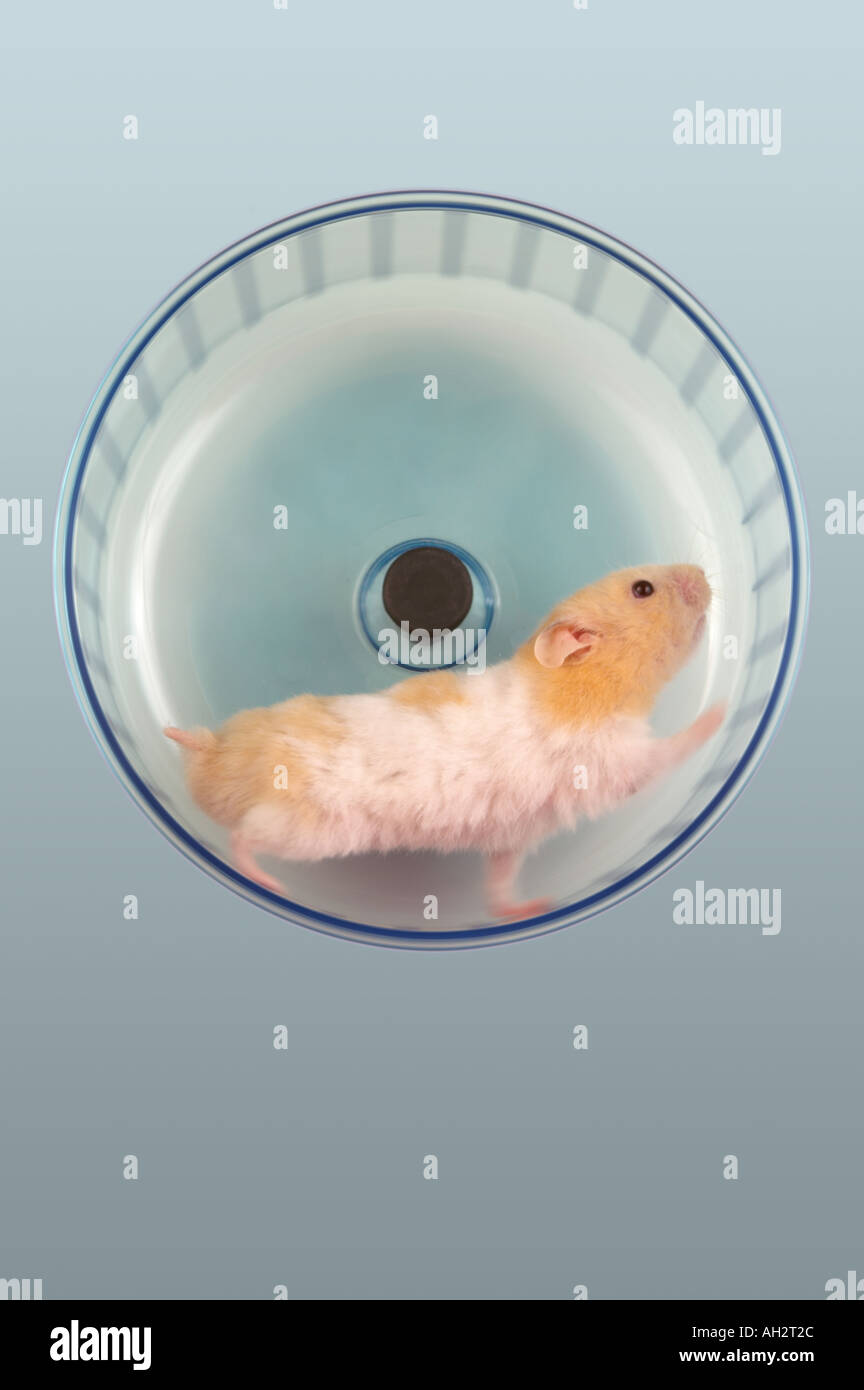 Human Rat Race High Resolution Stock Photography and Images - Alamy