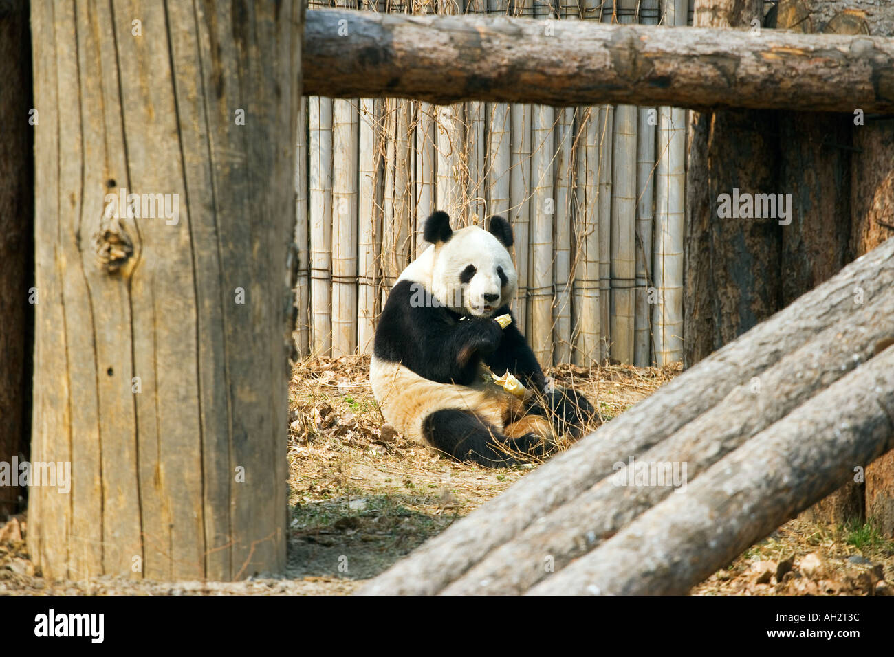 Panda in Captivity Beijing China Stock Photo - Alamy