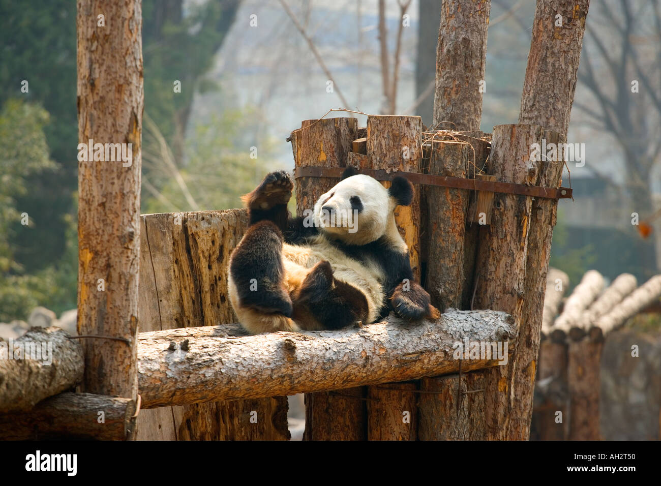 Panda in Captivity Beijing Zoo China Stock Photo - Alamy