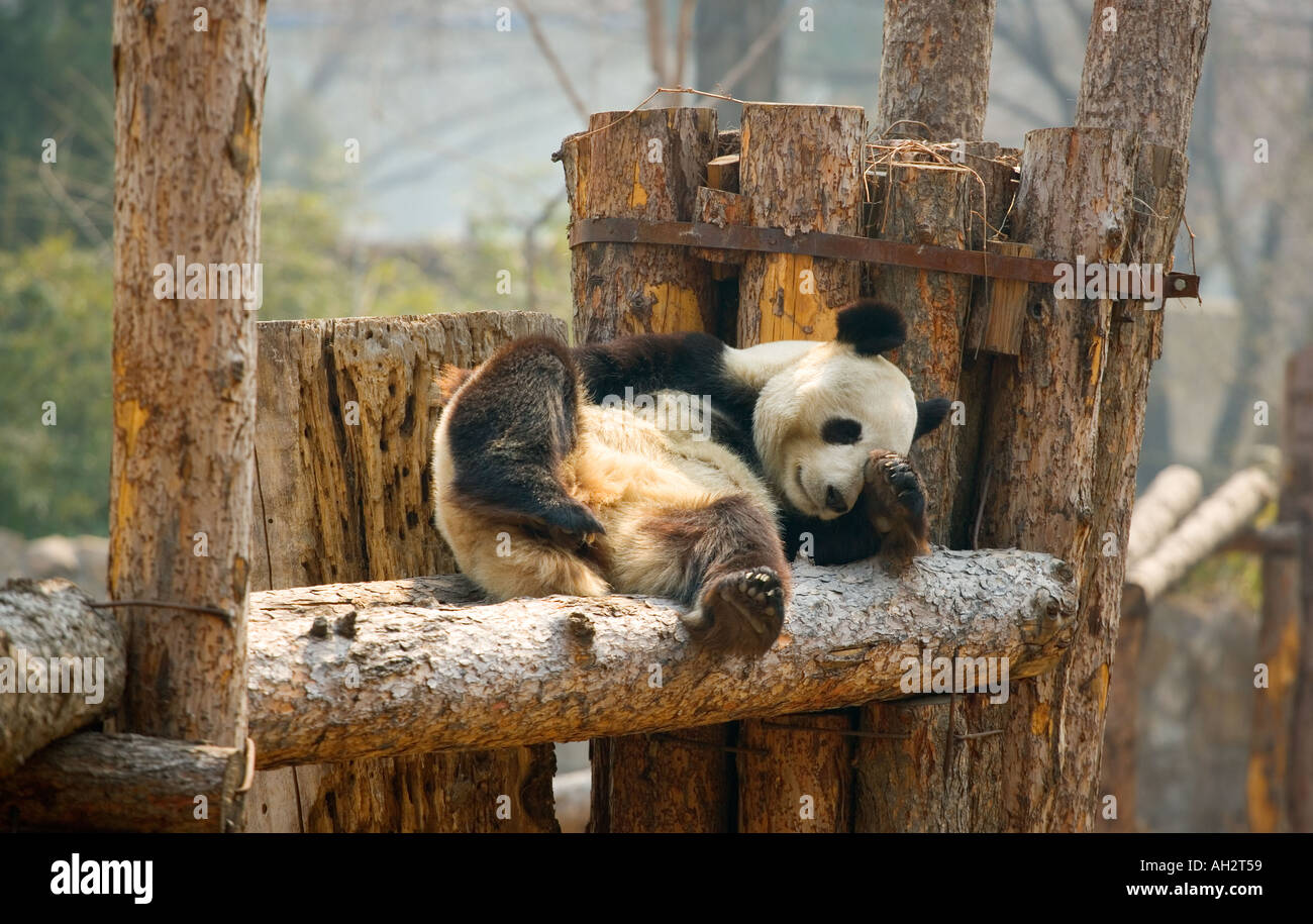 Panda bears beijing hi-res stock photography and images - Alamy