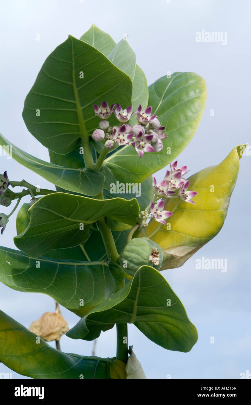 Sea Grape in Flower (Cocoloba Uvifera), Ragged Point, St Philip Parish ...