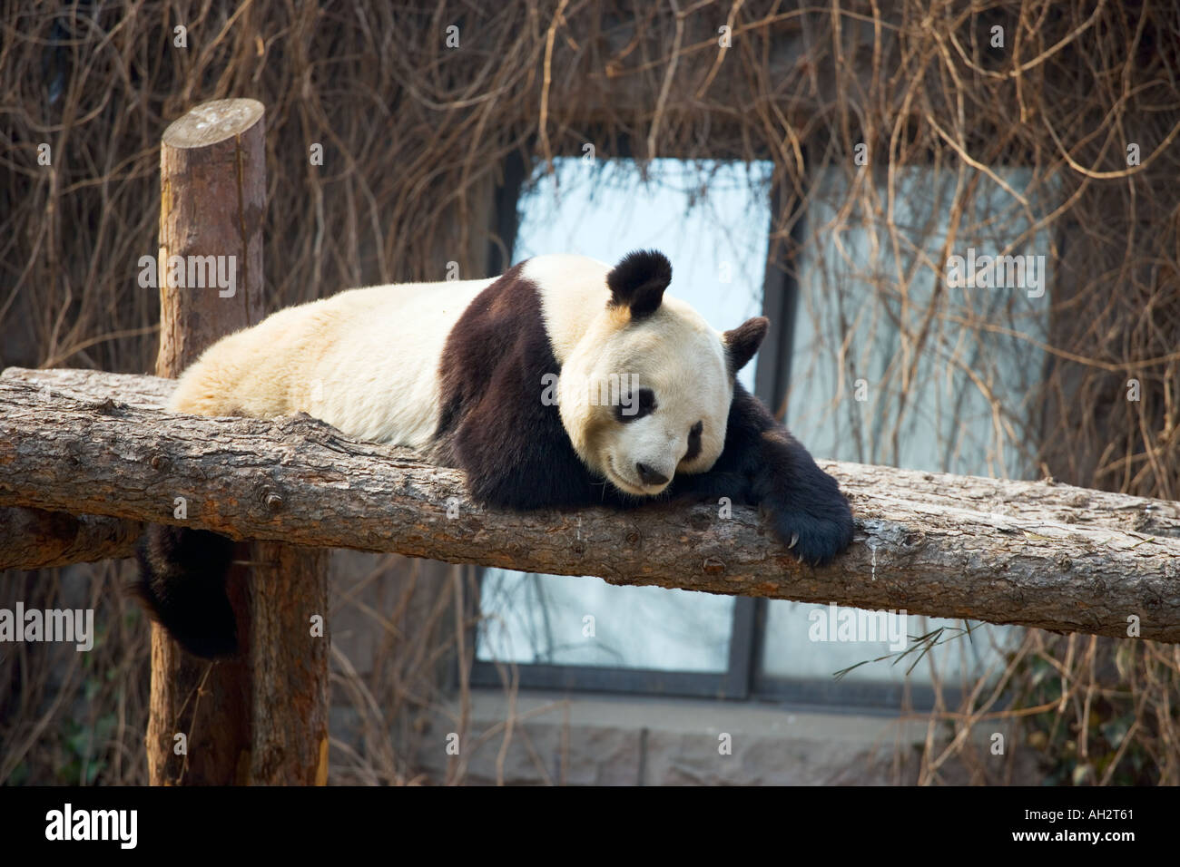 Panda in Captivity Beijing Zoo China Stock Photo - Alamy