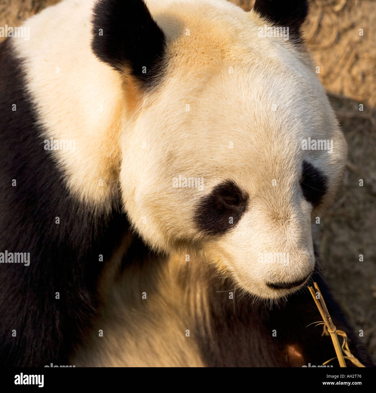 Panda Beijing Zoo China Stock Photo - Alamy