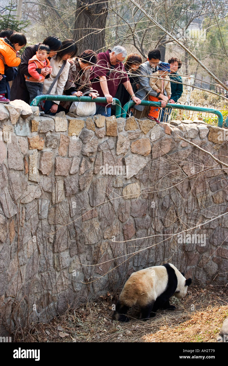 Zoo captivity bear hi-res stock photography and images - Alamy