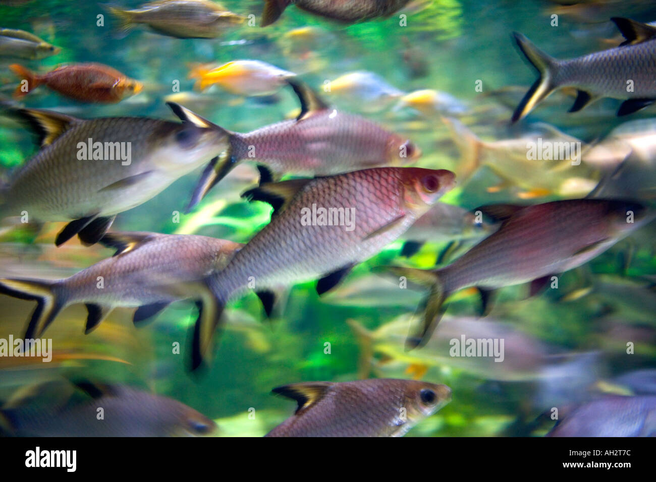 Tri colour tank hi-res stock photography and images - Alamy