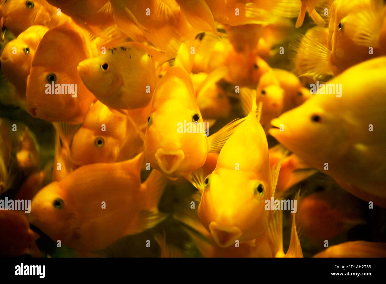 Blood Parrot Fish Amazon South America Stock Photo - Alamy