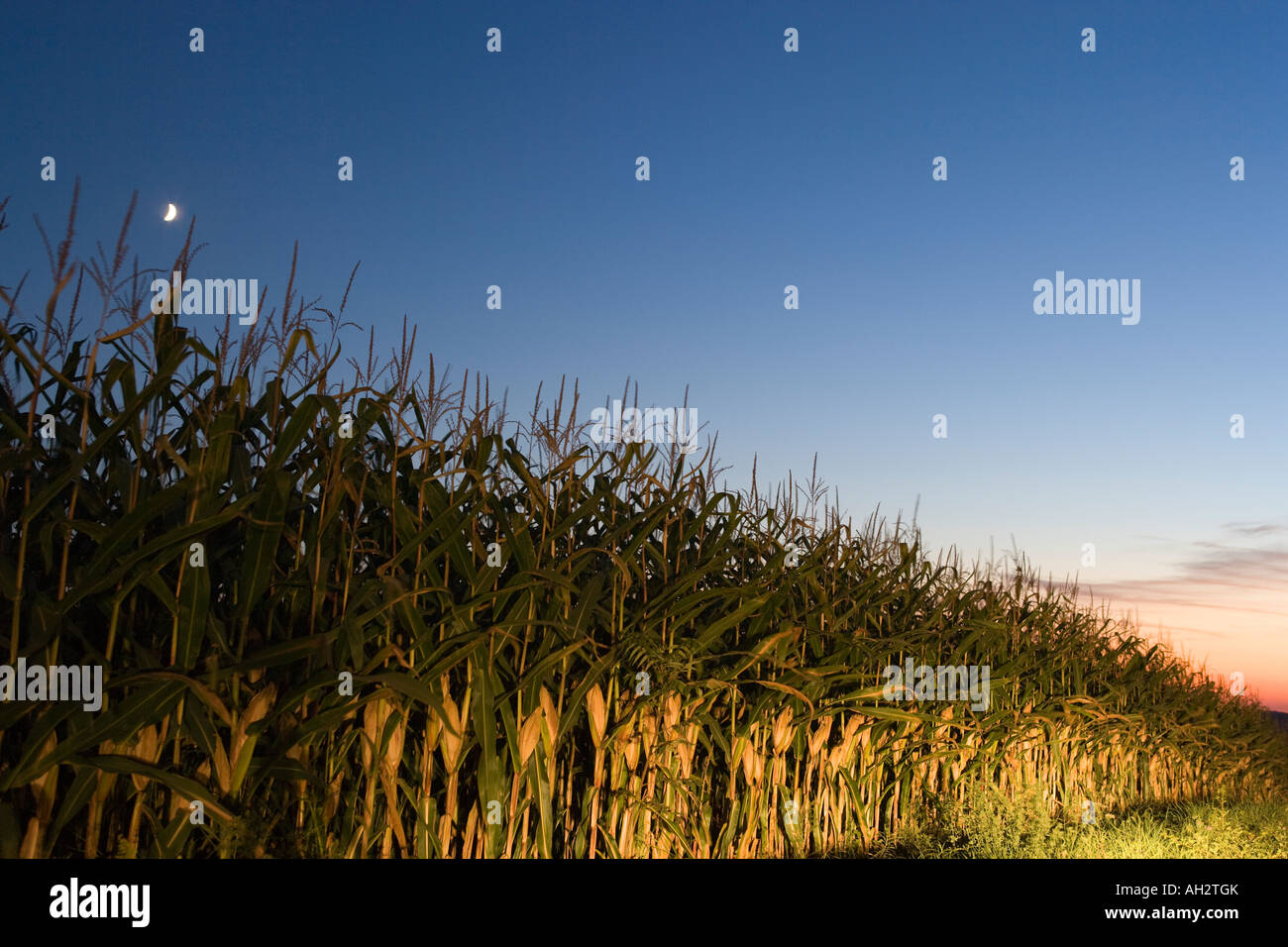 Cornfield at night hi-res stock photography and images - Alamy