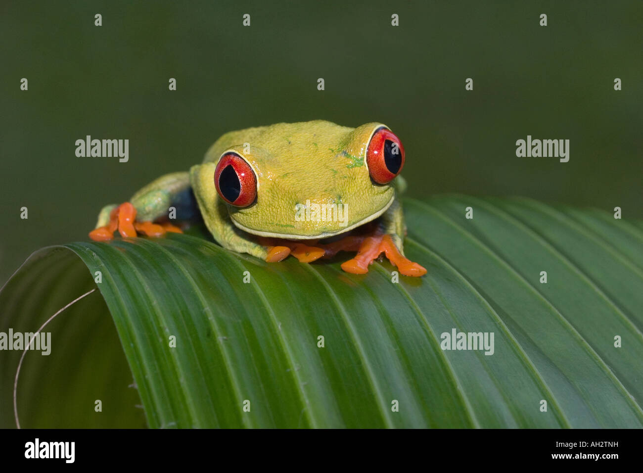 Red eyed Tree Frog Stock Photo - Alamy