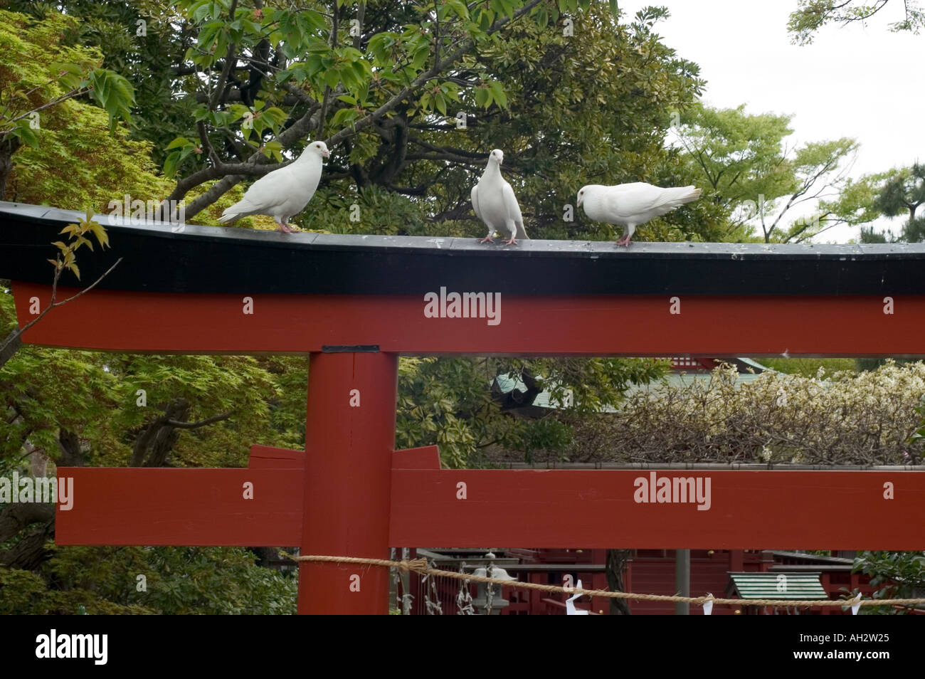 Japanese doves hi-res stock photography and images - Alamy