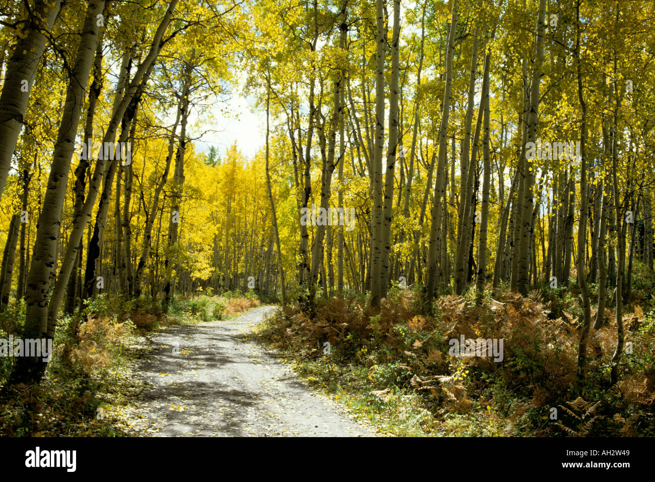 Golden aspen tree forest in Keebler Pass Colorado USA Stock Photo - Alamy