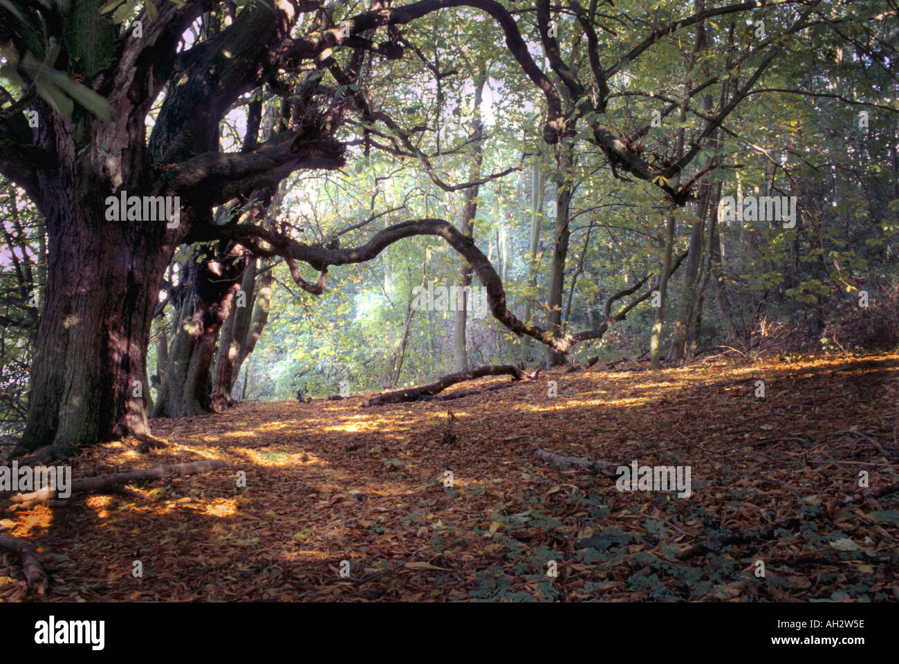 Croxby Woods - Lincolnshire UK Stock Photo - Alamy