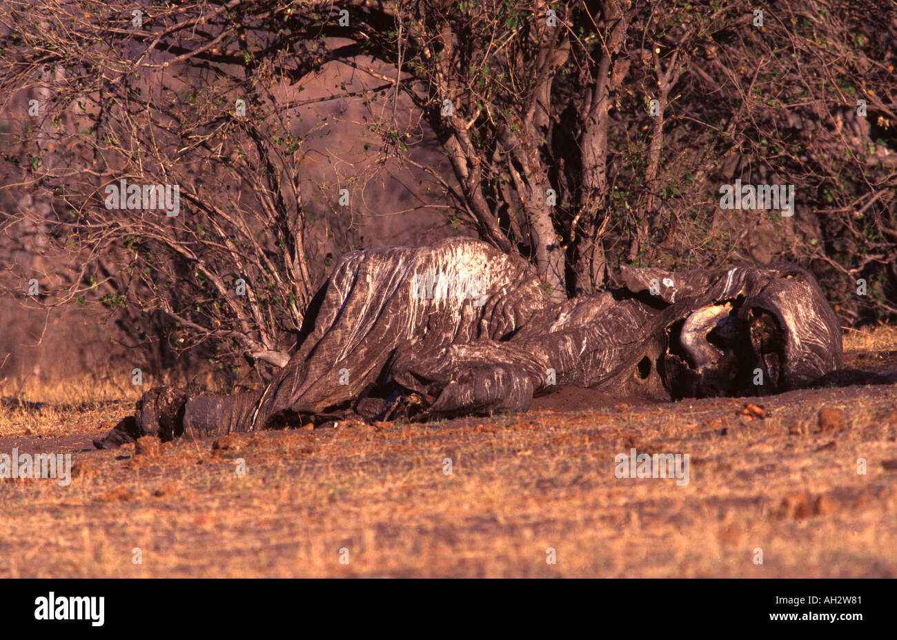 elephant carcass, Chobe National Park Botswana Stock Photo - Alamy