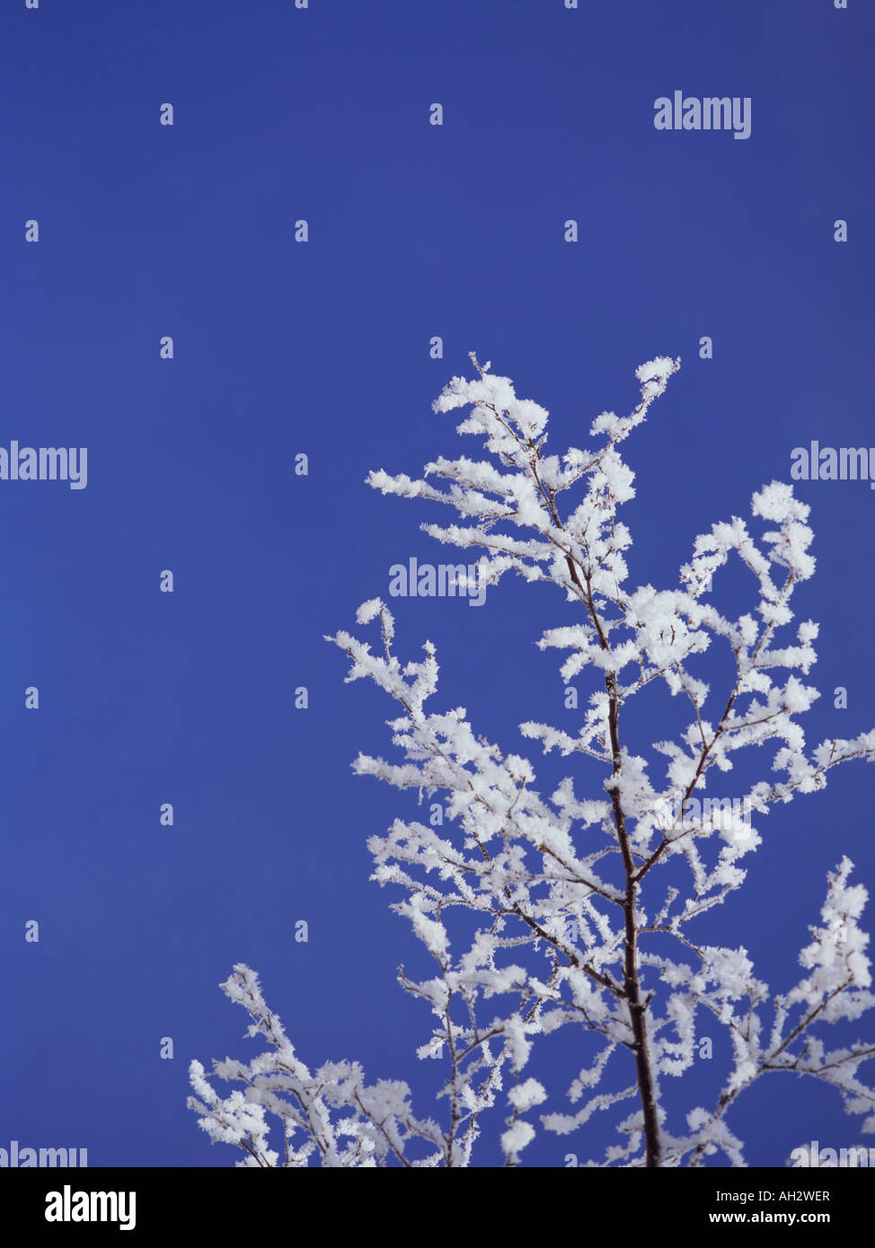 Tree branch covered in frost, Hokkaido, Japan Stock Photo - Alamy