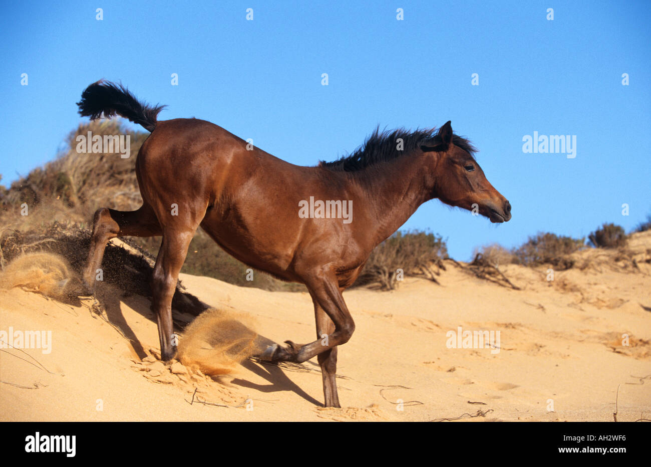 Arabian horse. Yearling trotting down a dune Stock Photo - Alamy
