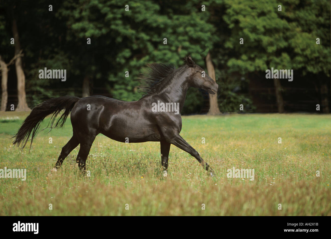 Morgan horse galloping hi-res stock photography and images - Alamy