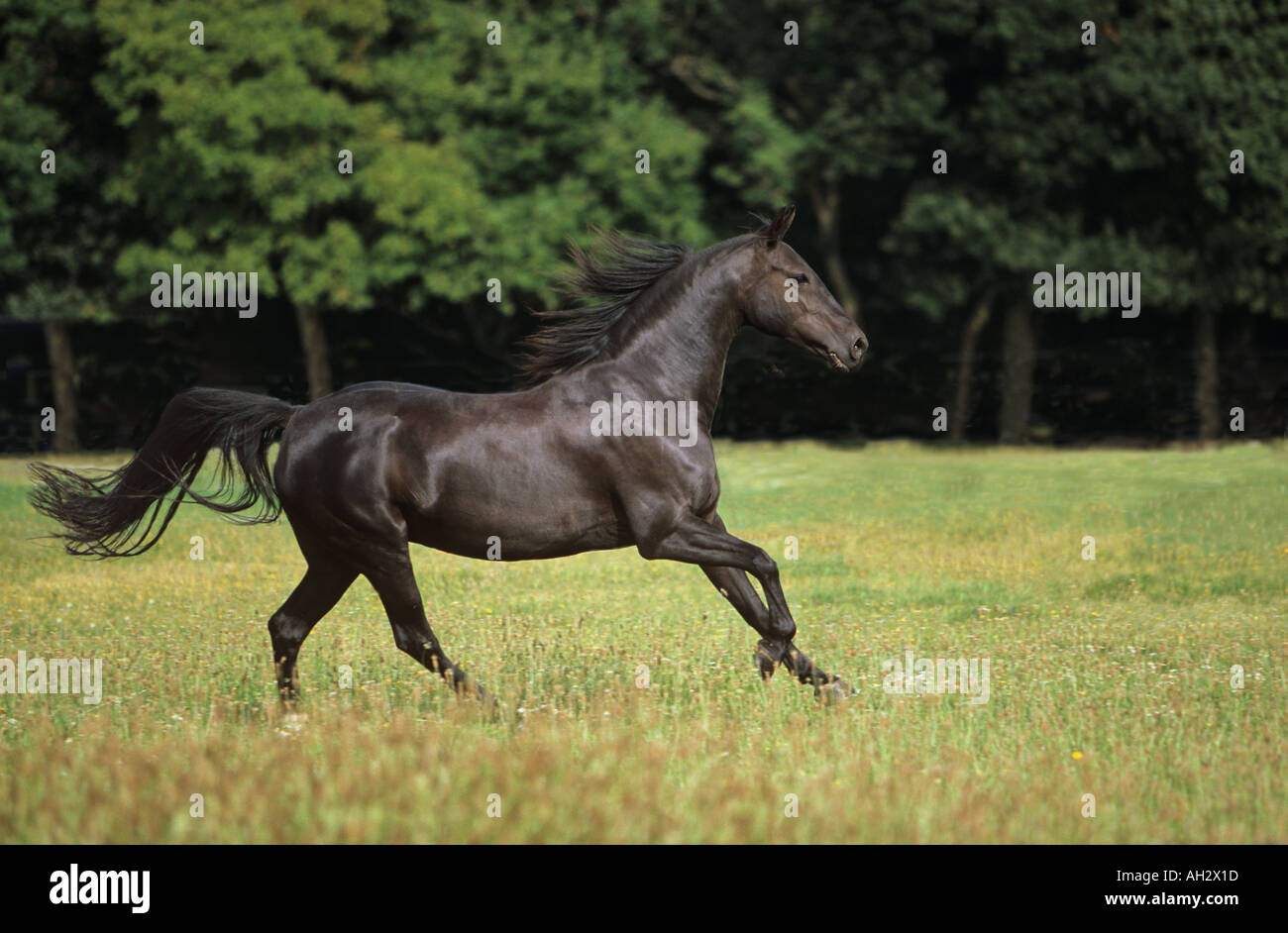 Morgans walk hi-res stock photography and images - Alamy