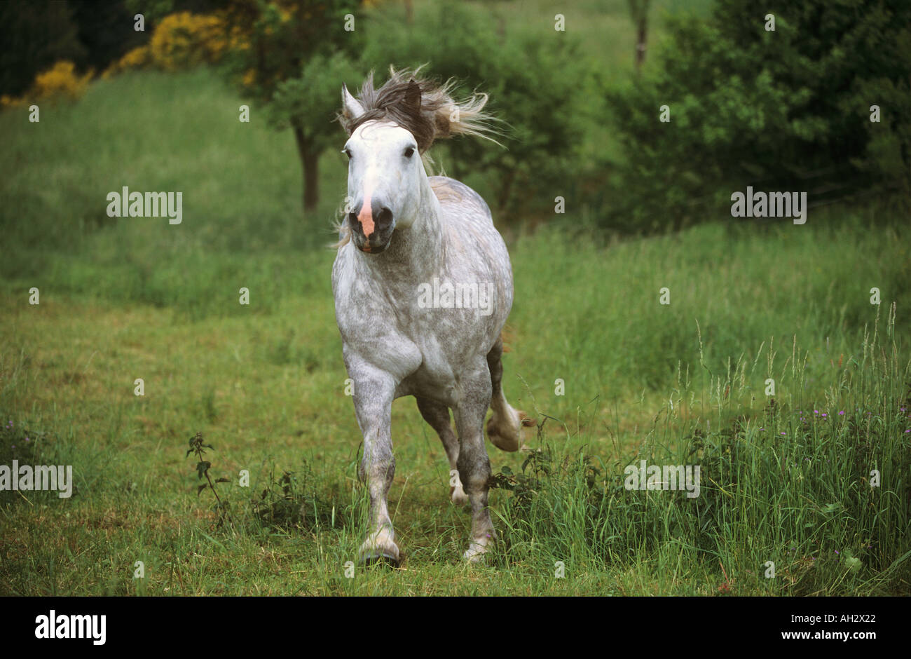 Percheron - running on meadow Stock Photo - Alamy